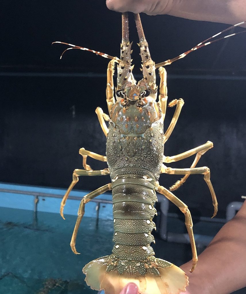 Gợi ý các món ngon chế biến từ tôm hùm- đơn giản dễ làm